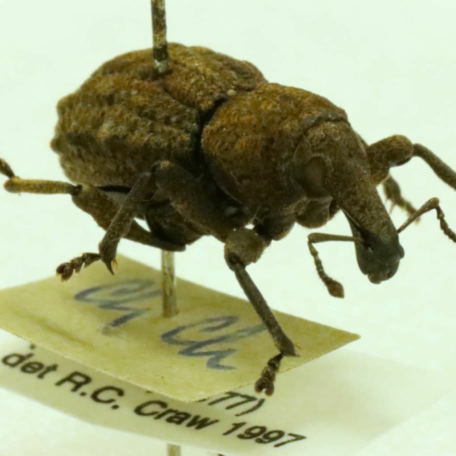 Canterbury Critters | Canterbury Museum