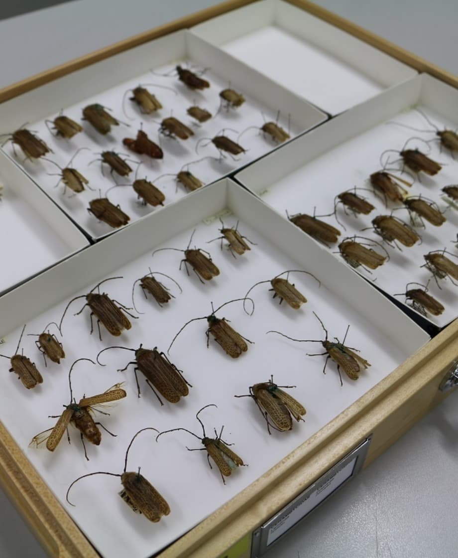 Casting New Light on Moths | Canterbury Museum