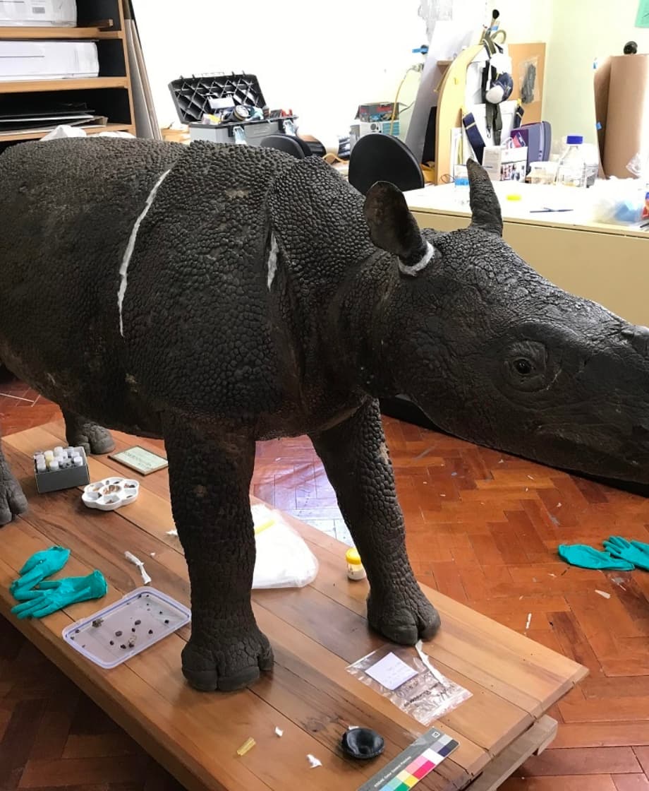 Emily Fryer Conservator | Canterbury Museum